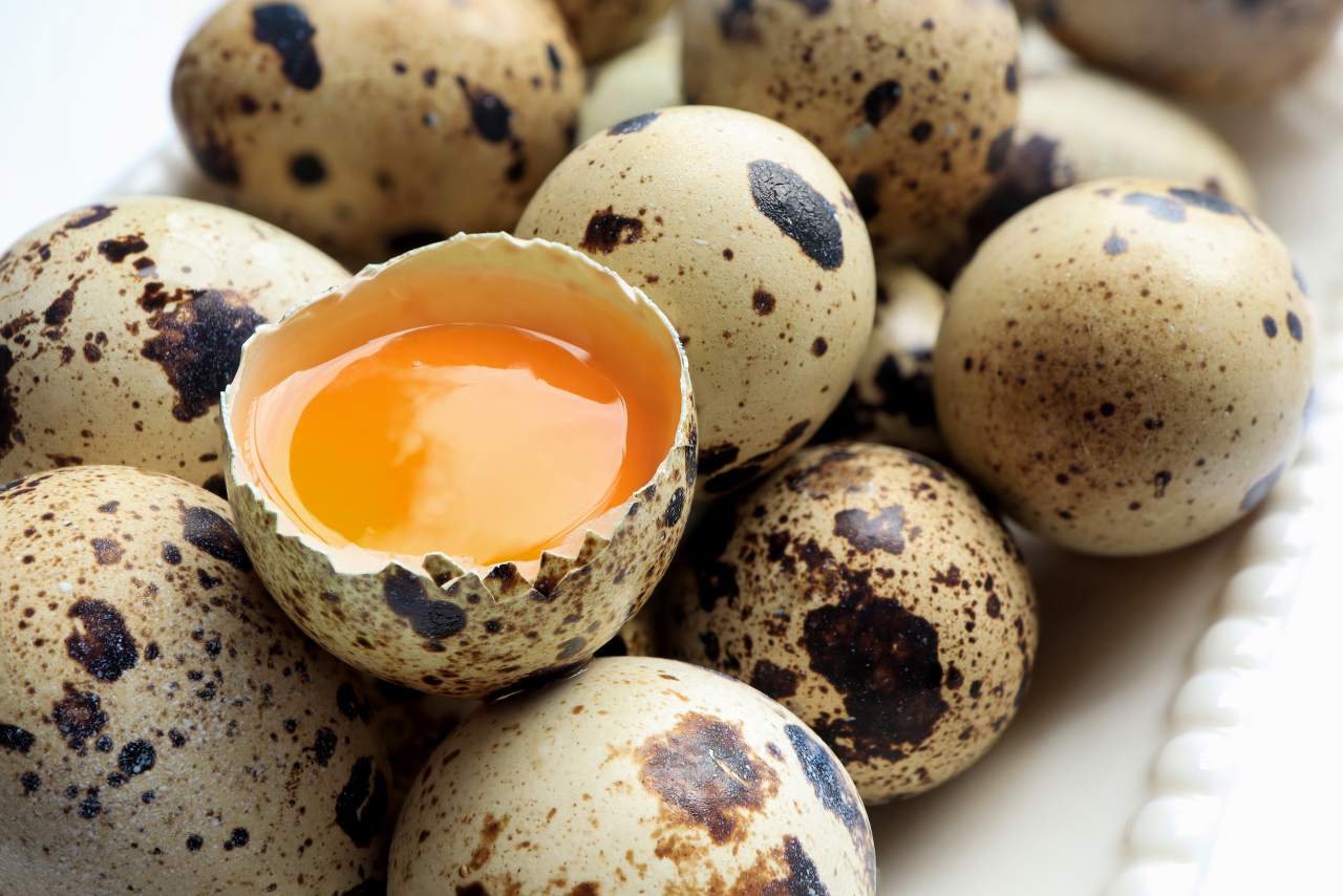 Bunda Harus Tahu Manfaat Telur Puyuh Untuk Mpasi - Official Astronauts Blog