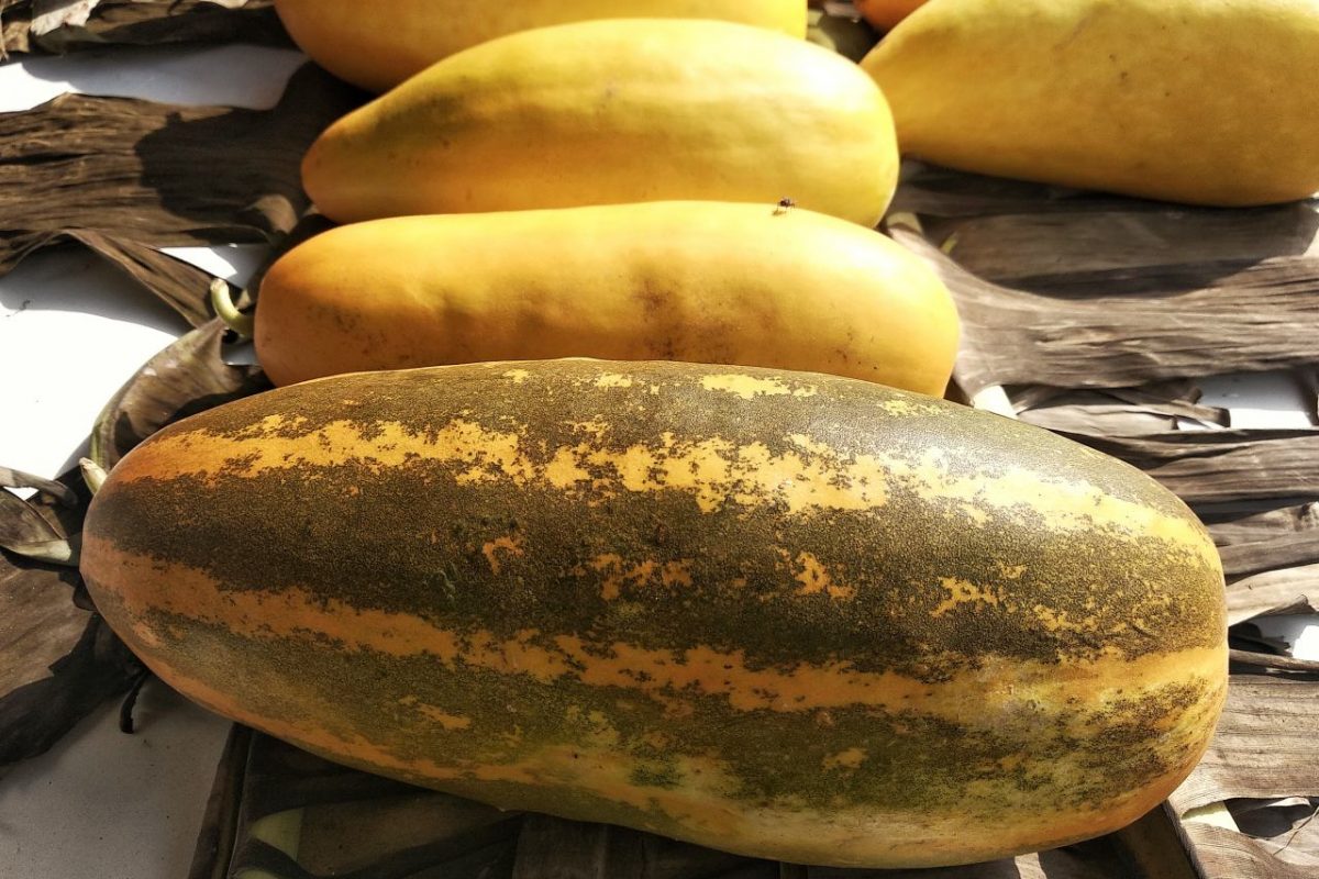 Inilah 10 Manfaat Buah Timun Suri untuk Tubuhmu yang Harus Kamu Tahu ...